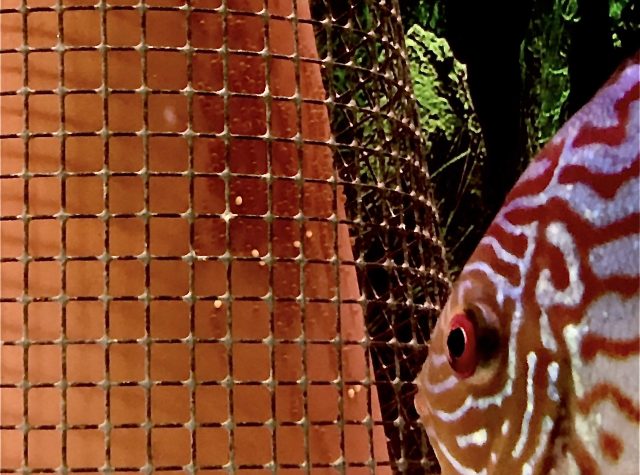 DISCUS - DISCUS NOTE